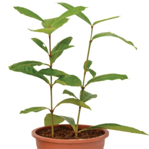 Well Watered Green Ixora Plant For Garden At ₹ 80 Piece In Thane Id