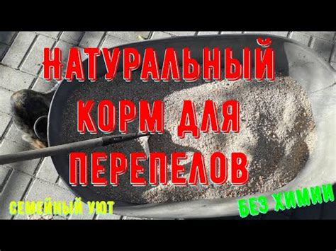 Хватит переплачивать за комбикорм. Корм для перепелов. Домашний ...