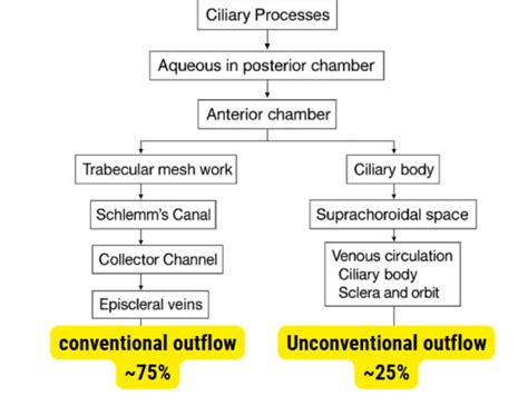 Aqueous Humor Outflow Drainage Pathways Resistance And Regulation