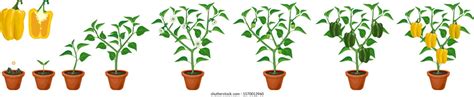 Life Cycle Pepper Plant Growth Stages Stock Vector Royalty Free