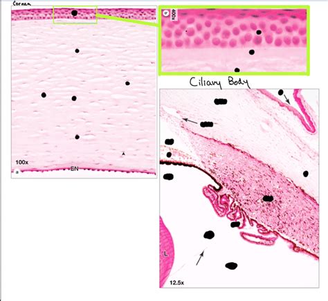 35 8 Cornea And Ciliary Body Diagram Quizlet
