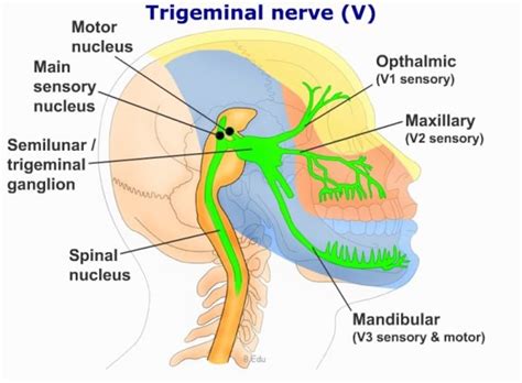 Trigeminal Nerve Diagram Quizlet