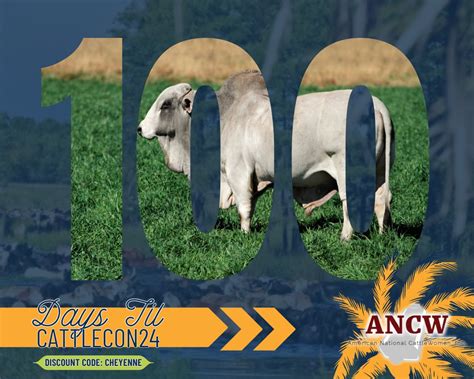 American National Cattlewomen