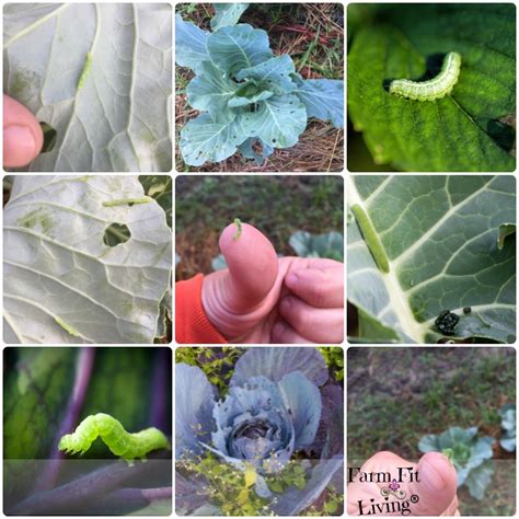 Cabbage Pest Control In The Home Garden Farm Fit Living