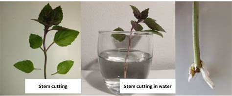 What Is Asexual Or Vegetative Plant Propagation Wikifarmer