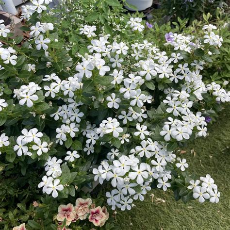 日日草が元気に成長しています。 マンション専用庭でのガーデニング。鉢植え中心の初心者ガーデナーブログです。