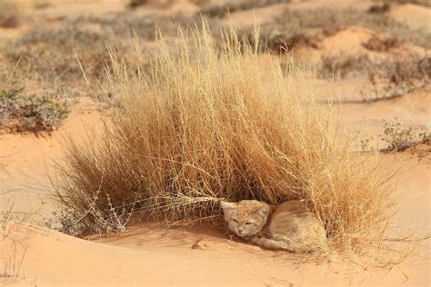 Shining A Spotlight On The Wide Roaming Sand Cat ‘king Of The Desert