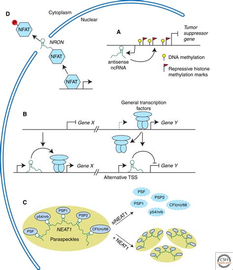 The Long Arm Of Long Noncoding Rnas Roles As Sensors Regulating Gene Transcriptional Programs