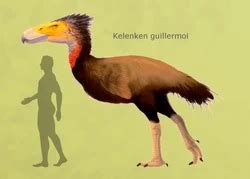 Kelenken Guillermoi