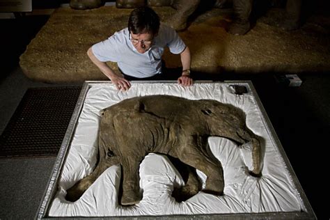 Should Scientists Bring Back Woolly Mammoths