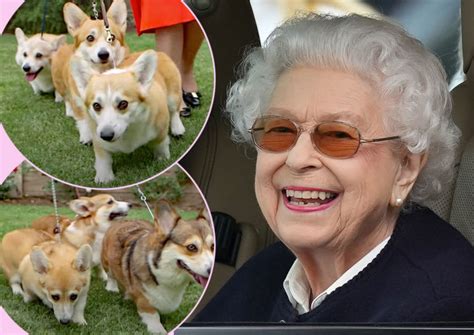 What Will Happen To Queen Elizabeths Corgis Perez Hilton