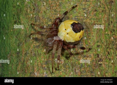 Marbled Orbweaver Marbled Spider Araneus Marmoreus F Pyramidata
