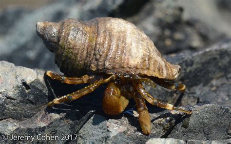 Hermit Crab