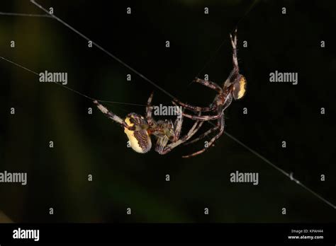 Marbled Orb Weaver Spider Araneus Marmoreus Male Approaching Female