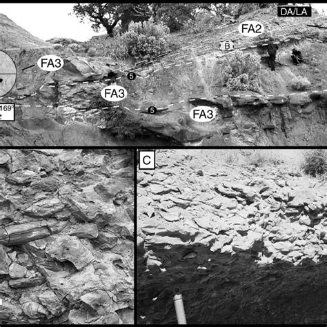 Mollusc Shell Conglomerate A Large Scale Inclined Beds Of Mollusc