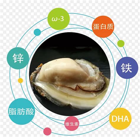 蛤蜊png图片素材下载 图片编号9262062 Png素材网