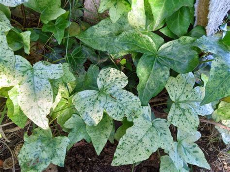 アイビー ヘデラ 白雪姫 4種類 By メルカリ