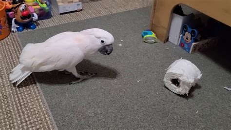 More Toilet Paper Toss With Max Youtube