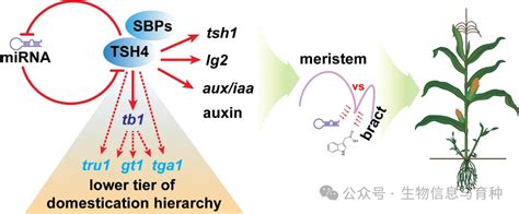 Nat Genet 中农董朝斌团队揭示玉米驯化基因tsh4在株型和穗型发育中的调控作用 生物信息与育种 博客园