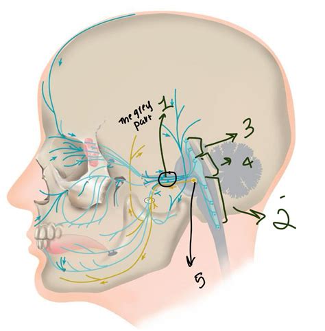 Labeling Cranial Nerve V Trigeminal Nerve Diagram Quizlet