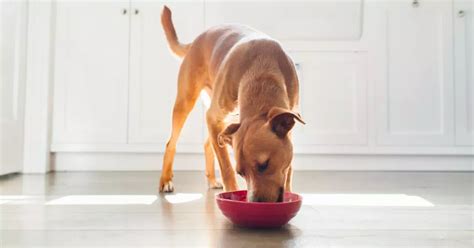 Troubles digestifs chez les chiens symptômes causes et traitements