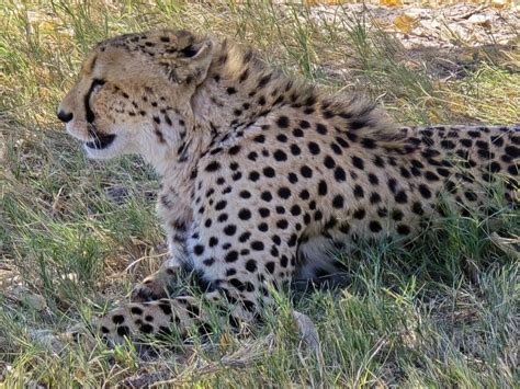 tai chong toh phd on linkedin randomness cats of botswana