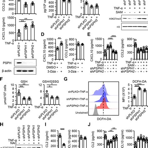 Phosphoserine Phosphatase Psph Orchestrates Macrophages And Cd8 T