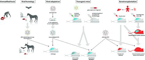 Different Approaches To Study Hepatitis C Virus Hcv In Animal