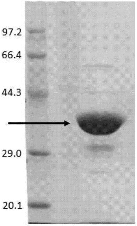 一种硫酸基转移酶的编码基因及其蛋白质的制作方法