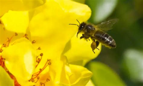 3 consejos para ayudar a las abejas a regresar a tu jardín Abuela