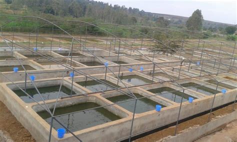Pond Fish Farming System And Guide