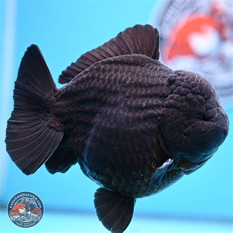 Jumbo Shogun Godzilla Jet Black Oranda Goldfish For Sale Kaiju