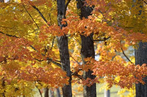 Trees Fall Colors Orange Classroom Clip Art