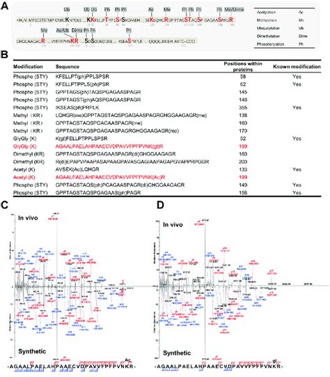 ptms of n myc detected by ip and hplc ms ms and synthetic peptide