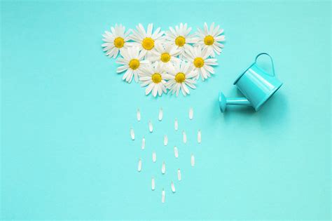 꽃 물통 및 꽃잎의 구성 파란색 배경에 카모마일 여름 개념 평면 레이아웃 상단보기 복사 공간 0명에 대한 스톡 사진 및 기타
