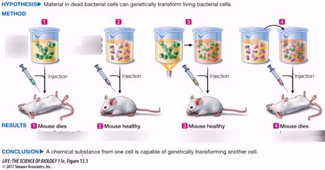 Griffiths Experiment
