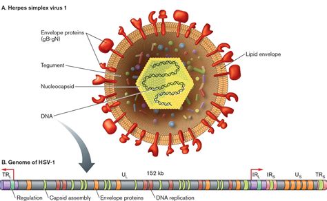 Herpes Simplex Virus 1 Hsv 1 An Overview