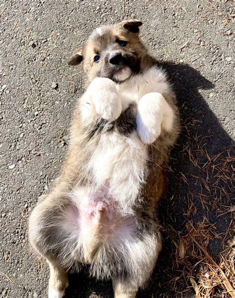 「生後2ヶ月の子犬4匹（オ」北海道 犬の里親募集476078 7枚目の画像 ペットのおうち【里親決定25万頭！】