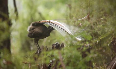 7 Fun Facts About The Superb Lyrebird Wwf Australia 7 Fun Facts About The Superb Lyrebird