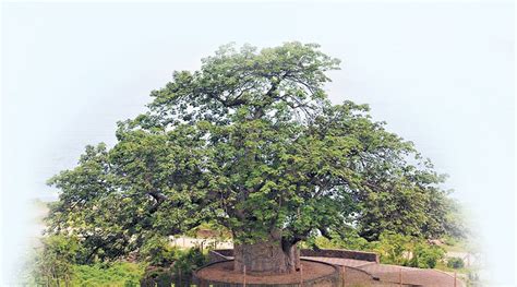 التبلدي النادرة أضخم شجرة في الجزيرة العربية صحيفة الخليج