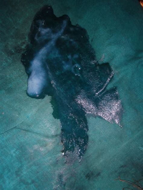 53 Dru Presta Cum Tribute 💦😍💦 R Worshippuddles