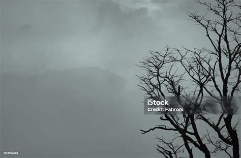 어두운 극적인 하늘에 실루엣 죽은 나무와 평화로운 죽음을위한 흰색 구름 배경 절망과 절망적 인 개념 자연의 슬픈 죽음과 슬픈 감정 배경 데드 브랜치 고유 패턴 0명에 대한