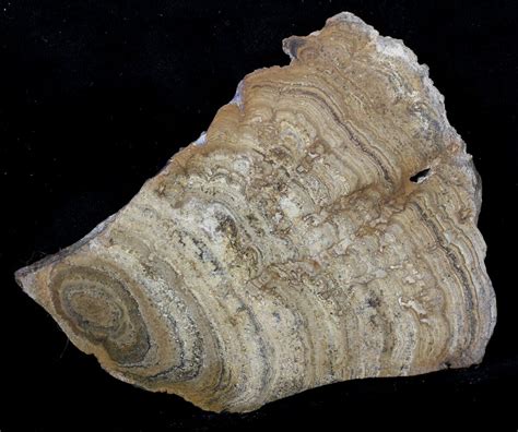 Cyanobacteria Fossils