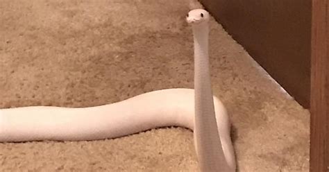 Snek Doing A Parascope Album On Imgur