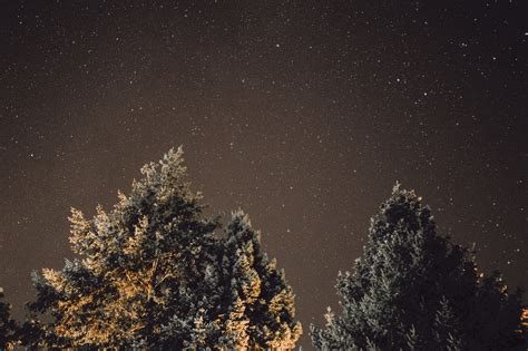 Green Leafed Tree Starry Sky Night Tree Hd Wallpaper Wallpaper Flare