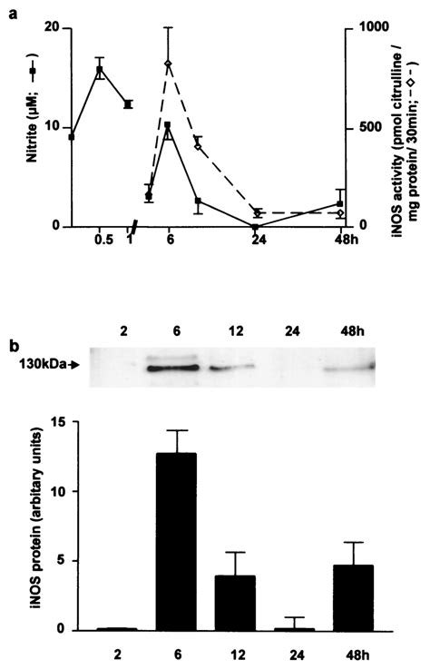 Time Course Of Nitrite Formation Inos Enzyme Activity And Inos Download Scientific Diagram