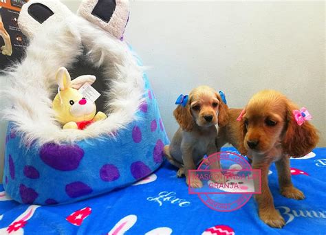 Hermosas Cachorras Cocker Spaniel Mascotienda La Granja