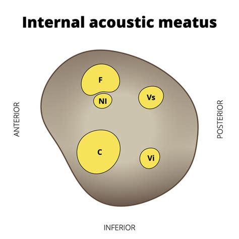 Auditory Meatus