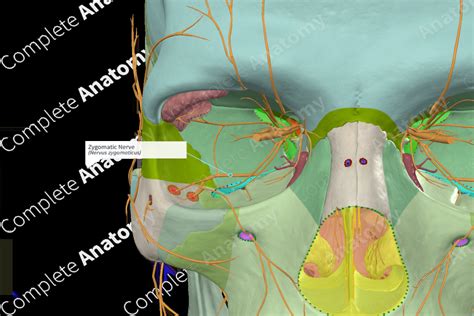 Zygomatic Nerve Complete Anatomy