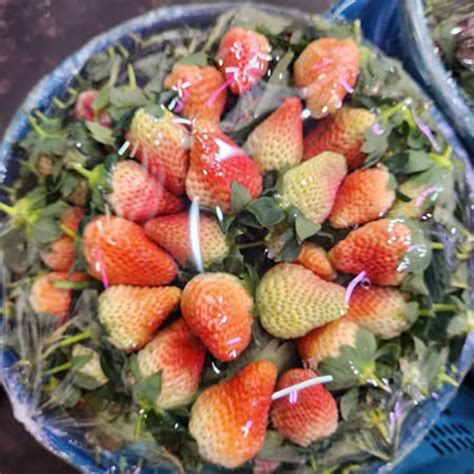 Dâu Thau Thực Phẩm Đông Lạnh Giá Sỉ